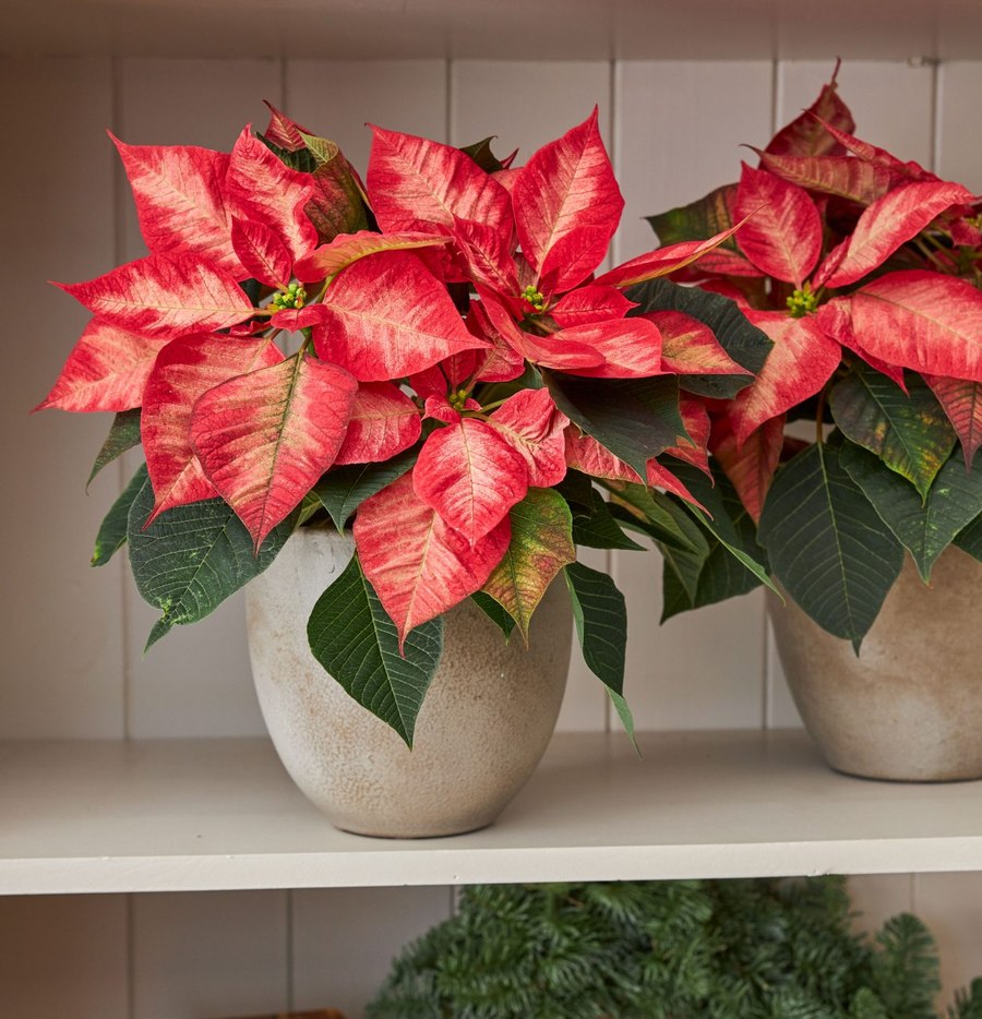 The Home of LiveShopping & videoshopping | SHOWROOM